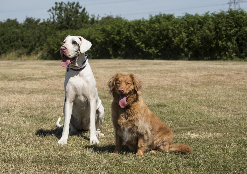Back to Basics Copythorne New Forest