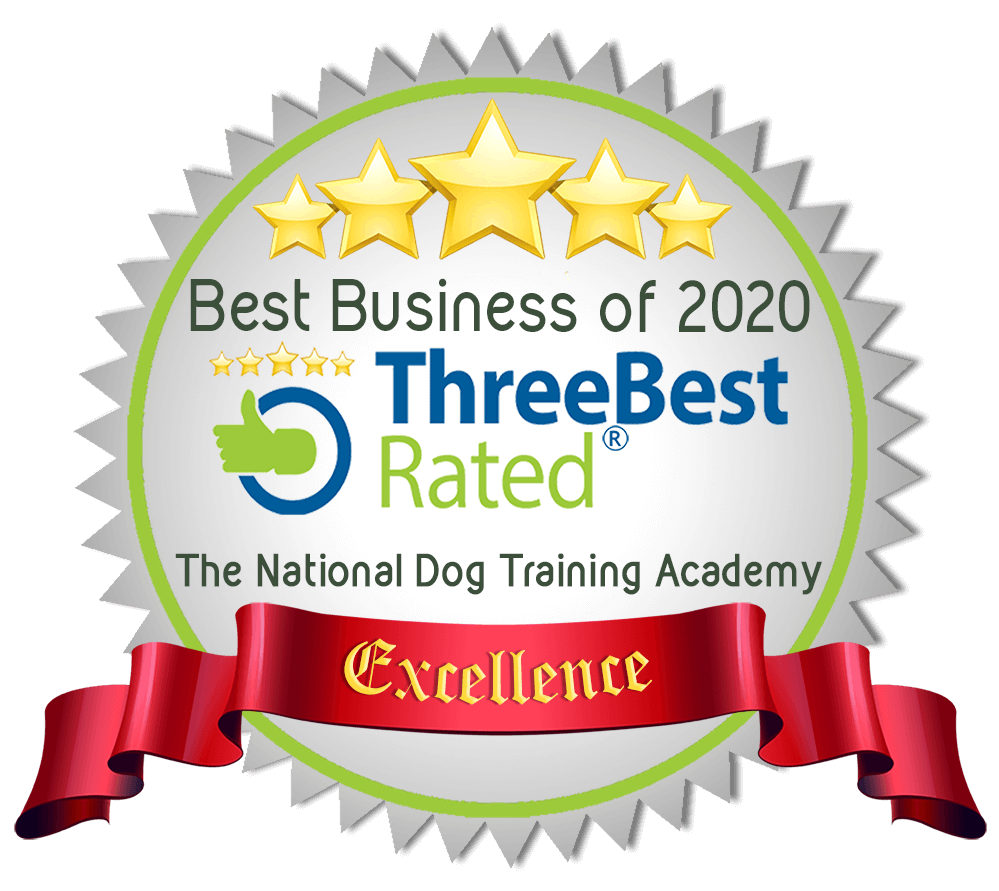 Dog and Puppy Training Classes in Southampton