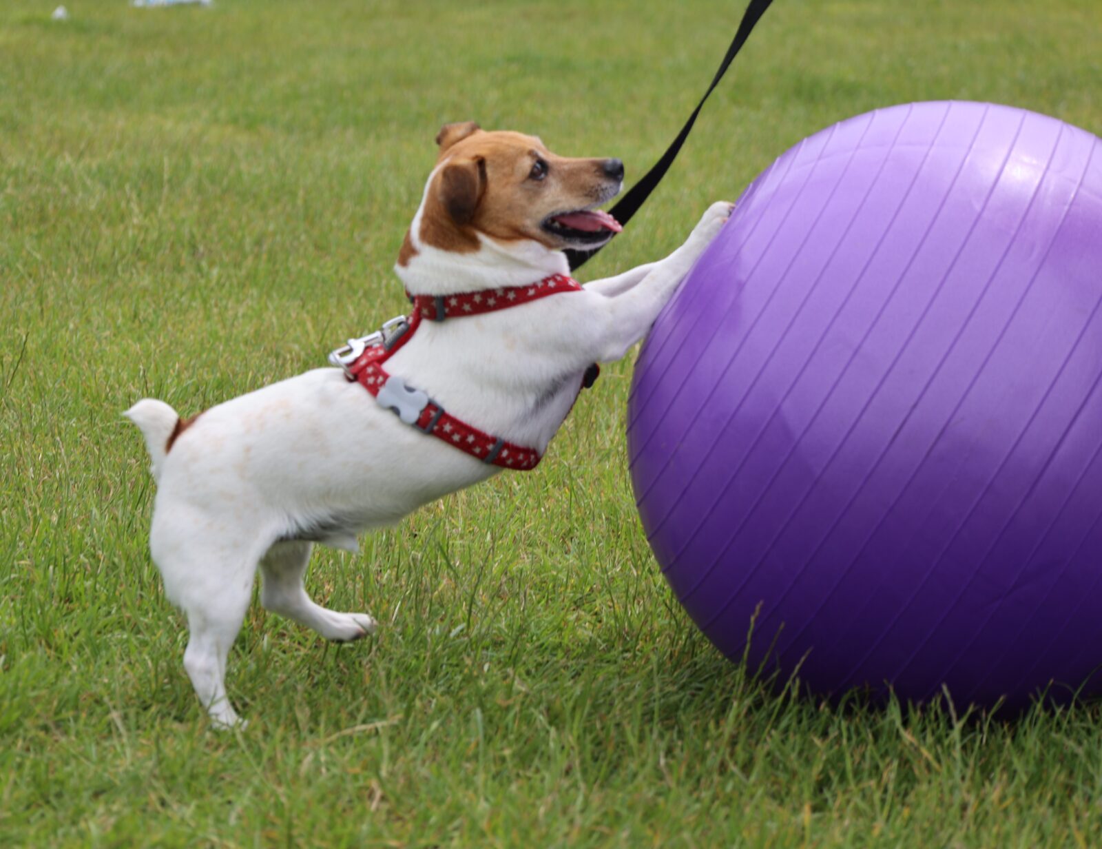 The Importance of your Dog's Natural Talents in Dog Training. - NDTA