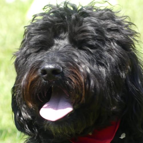 6 Week Puppy Training Class Copythorne New Forest