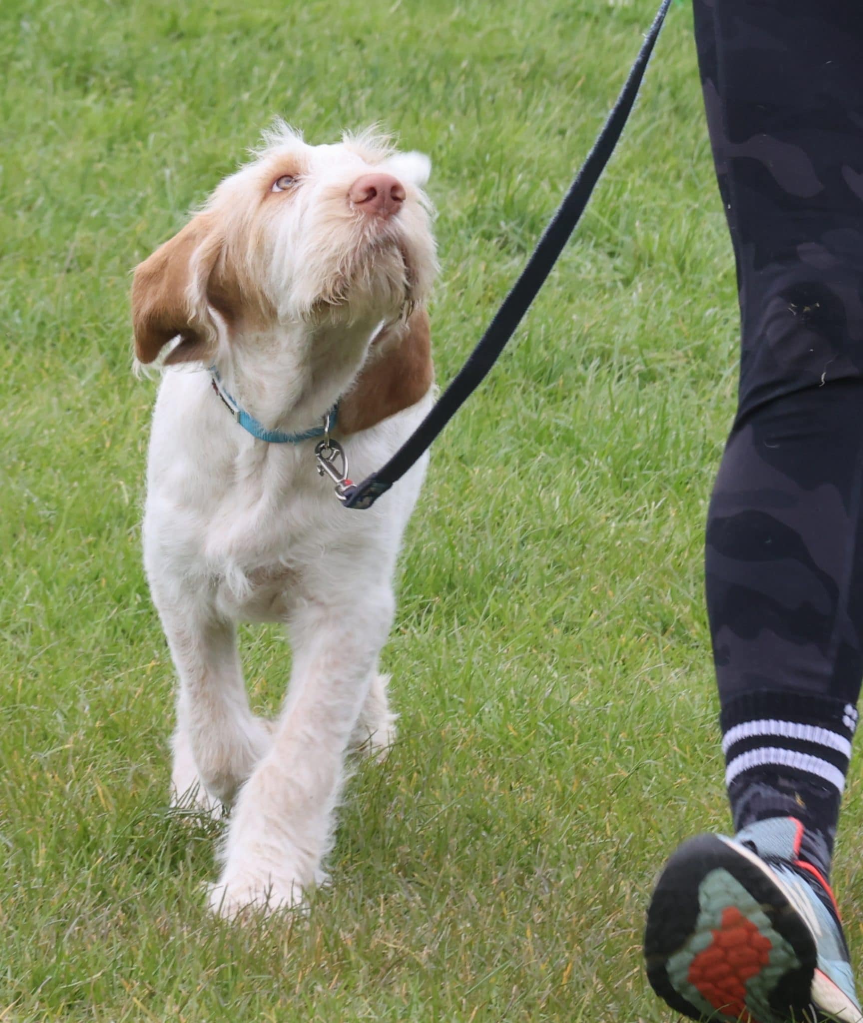 New Forest Dog Training