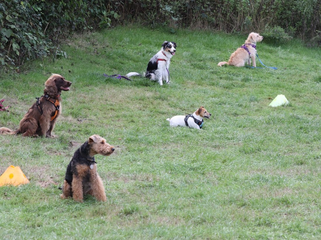 How to become a dog trainer