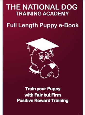 How to Start Puppy Training - NDTA